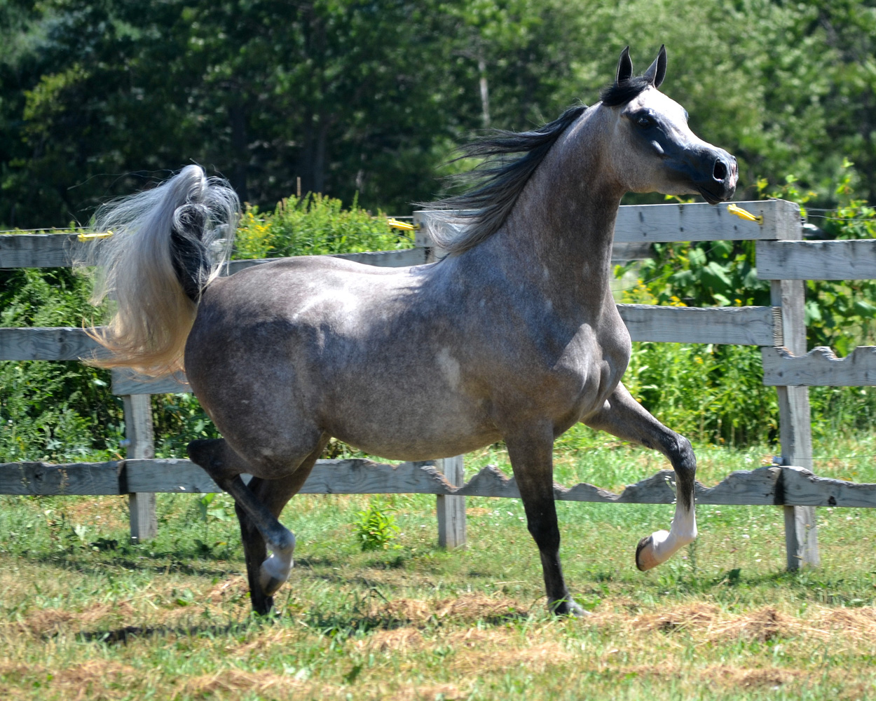 Arabian Horse For Sale Qld at Katherine Roosa blog