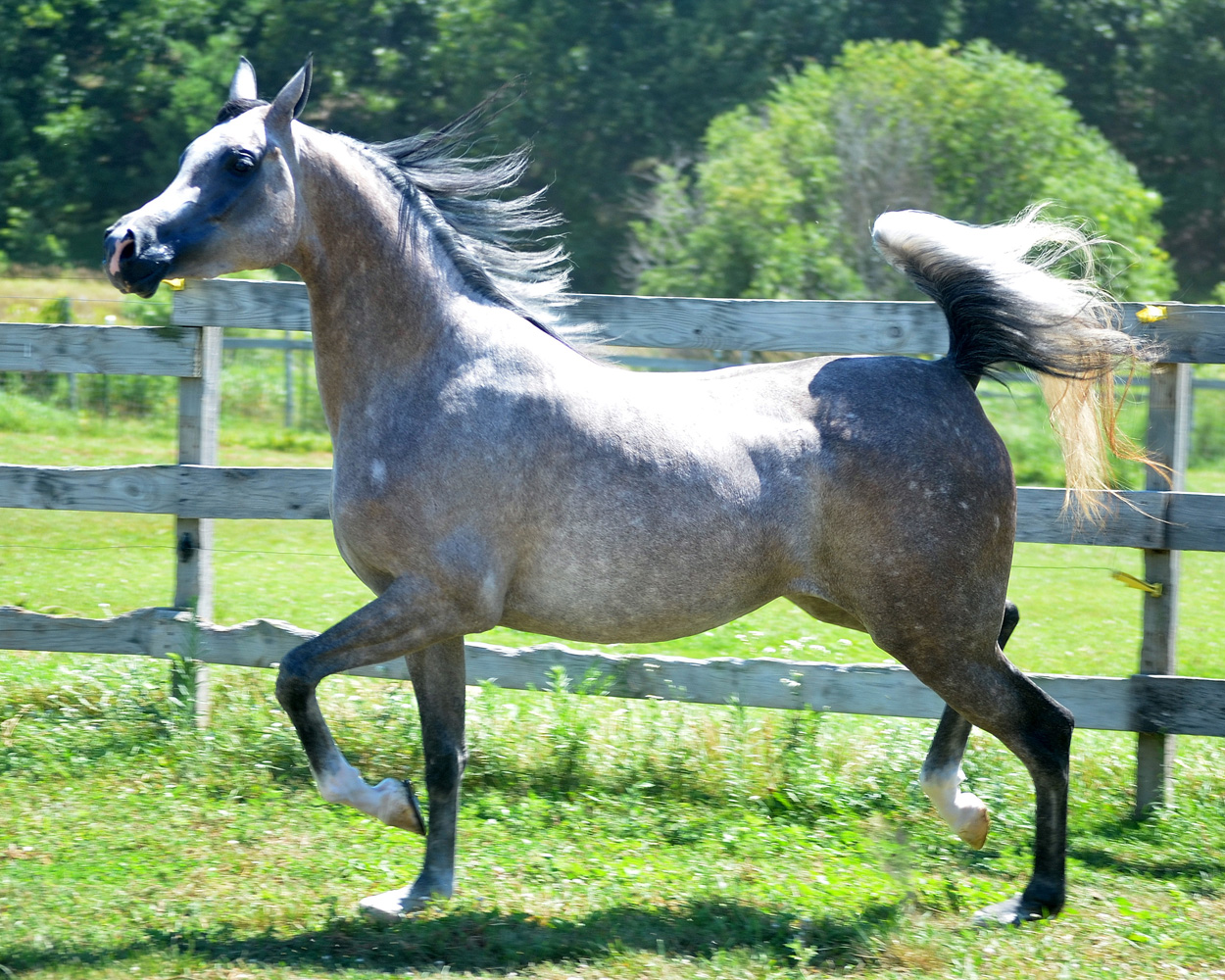 Dominatrixx NVF | Arabian Mare of Deer Haven Arabians | Arabian Broodmares